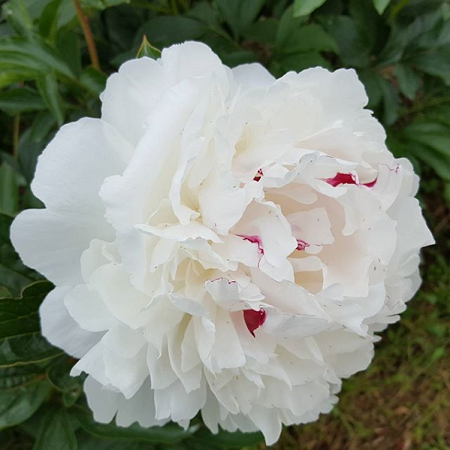 Peonies NZ: Peonies, Saffron & Natural Peony Skincare