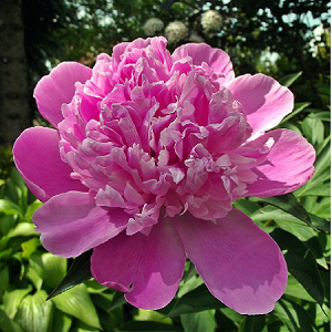 Peonies NZ: Peonies, Saffron & Natural Peony Skincare